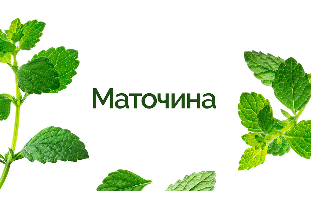 Маточина помага изключително бързо при главоболие и депресии